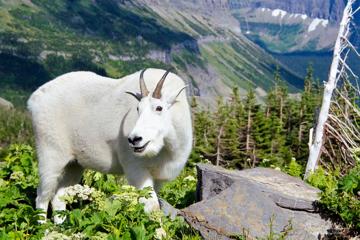 The Mountain Goat: Monarch of the Cascade Mountains – Kiss of Heaven ...